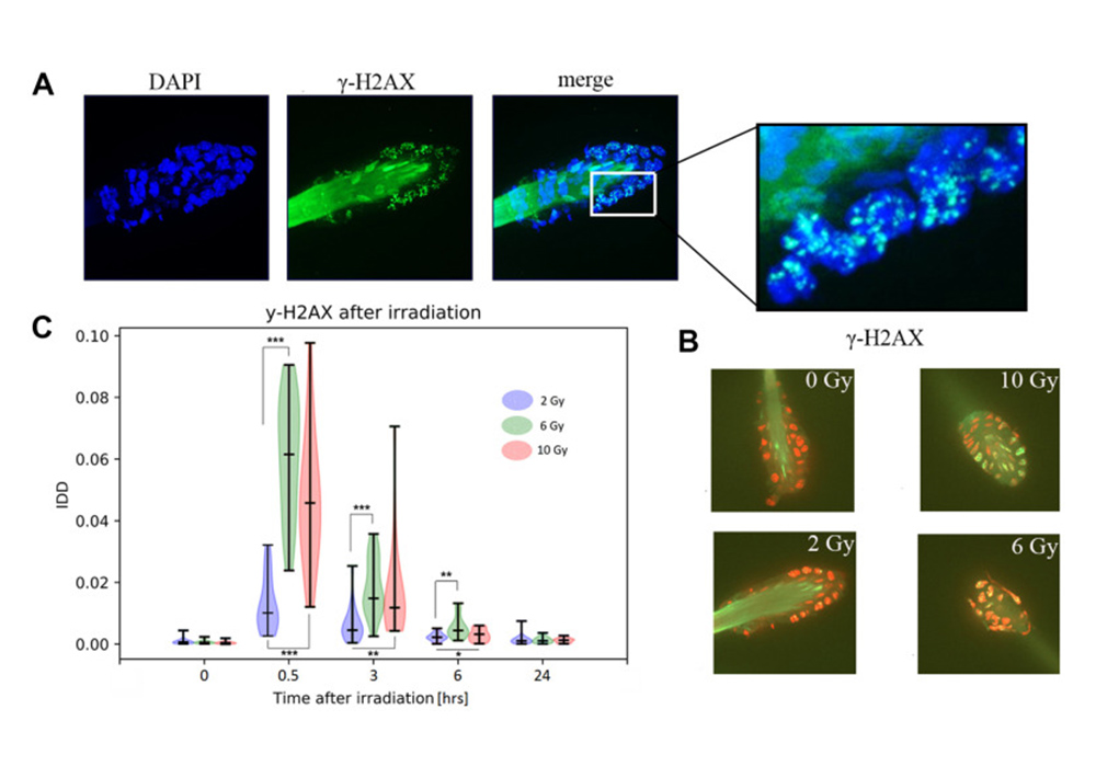 An efficient, non-invasive approach for in-vivo sampling of hair ...
